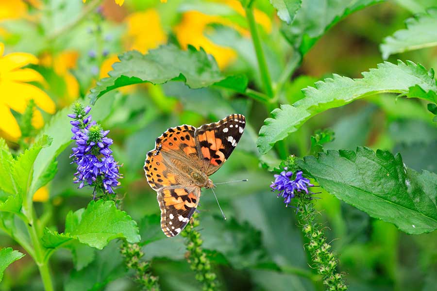 Gallery – Color Gardens