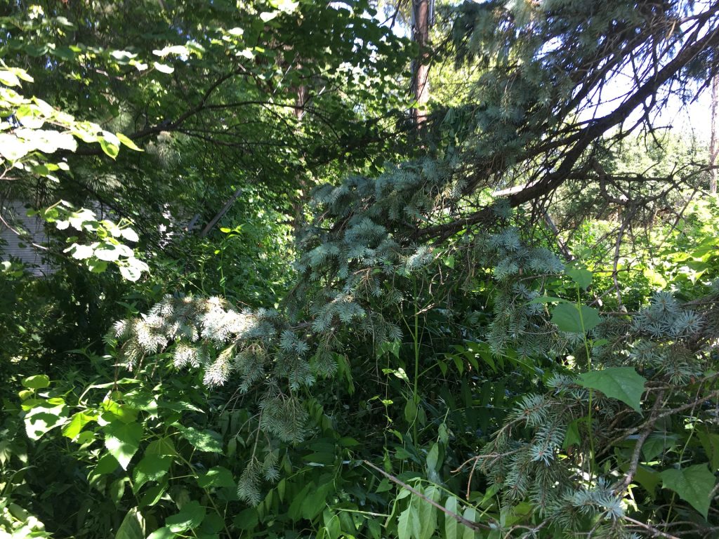 The Overgrown Landscape – Color Gardens