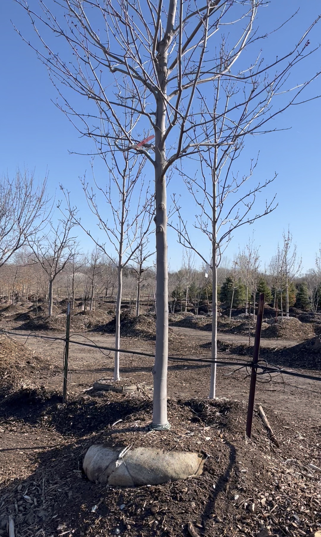 BB Trees in BB Beds – Color Gardens